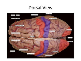 Directional Terminology & Planes of the Brain.pptx