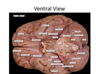 Directional Terminology & Planes of the Brain.pptx