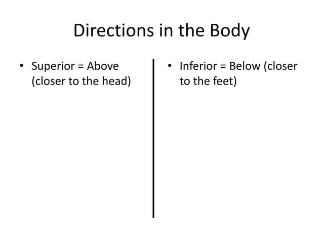 Directional terms | PPTX