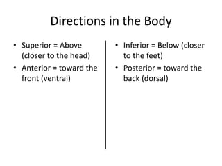 Directional terms | PPTX