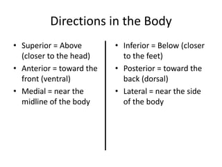 Directional terms | PPTX