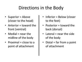 Directional terms | PPTX