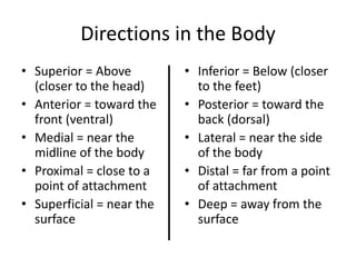 Directional terms | PPTX