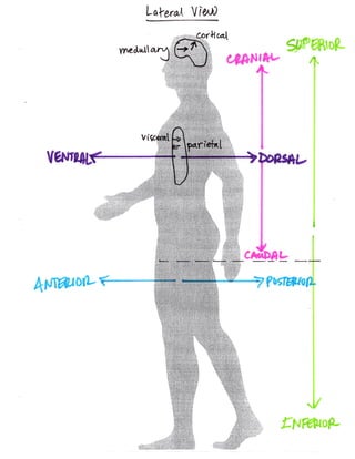 Directional terms notes | PDF