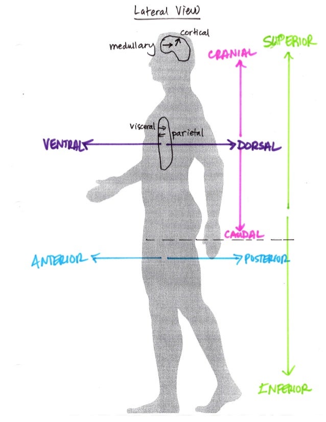 Directional terms notes