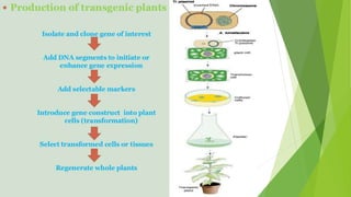 DIRECT METHOD IN TRANSGENIC PLANT PRODUCTION-.pptx