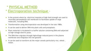 DIRECT METHOD IN TRANSGENIC PLANT PRODUCTION-.pptx