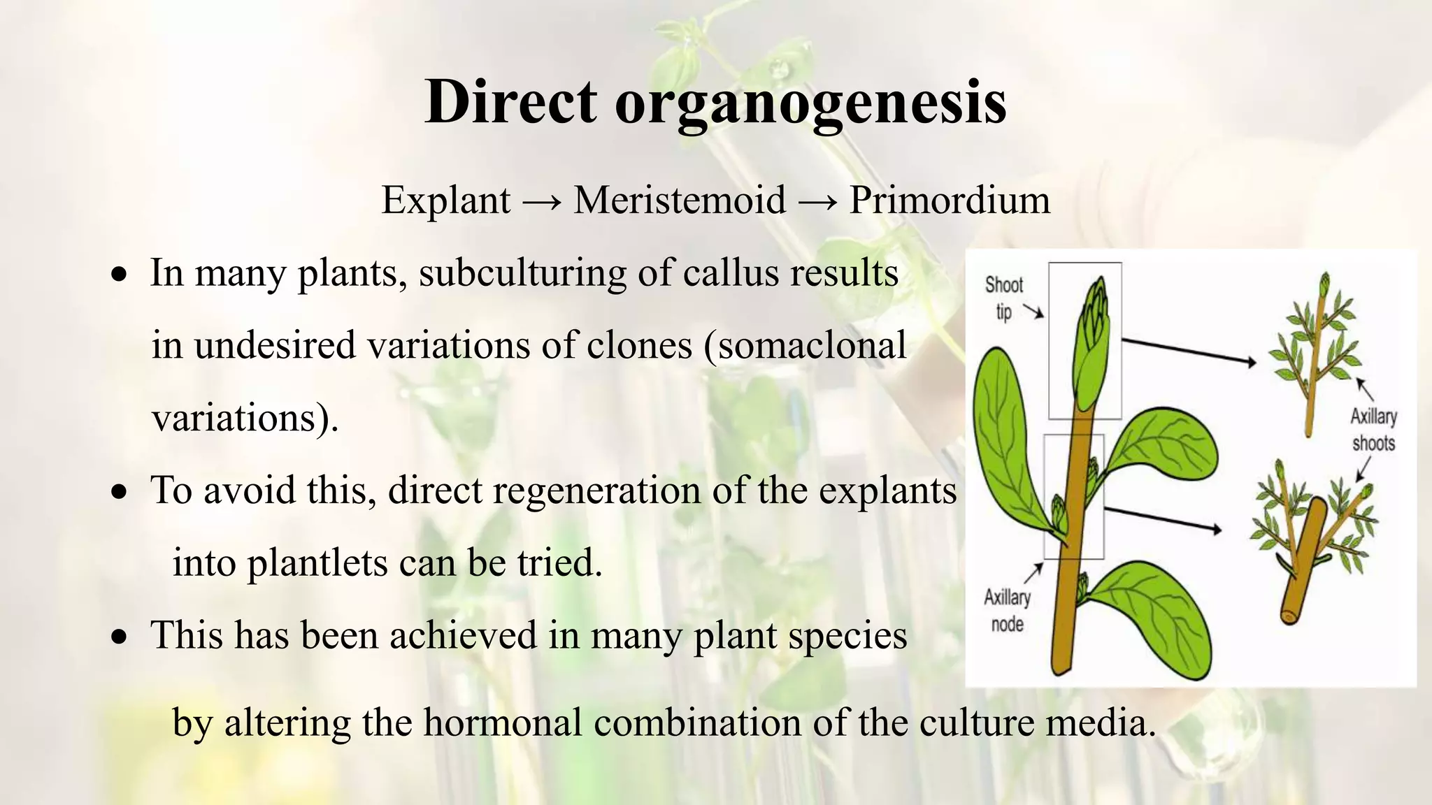 Direct organogenesis, embryogenesis, micro grafting, meristem culture ...