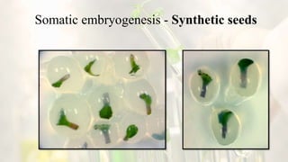 Plant Somatic Embryogenesis Micro Tom