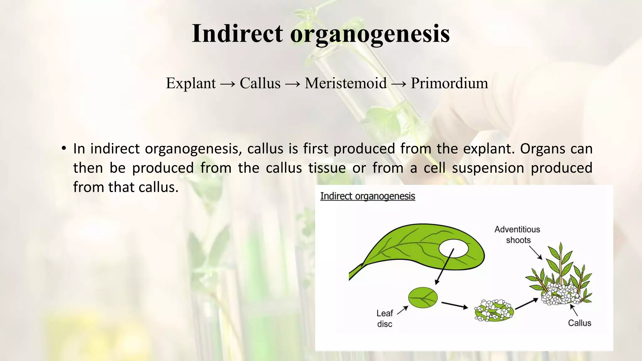 Direct organogenesis, embryogenesis, micro grafting, meristem culture ...