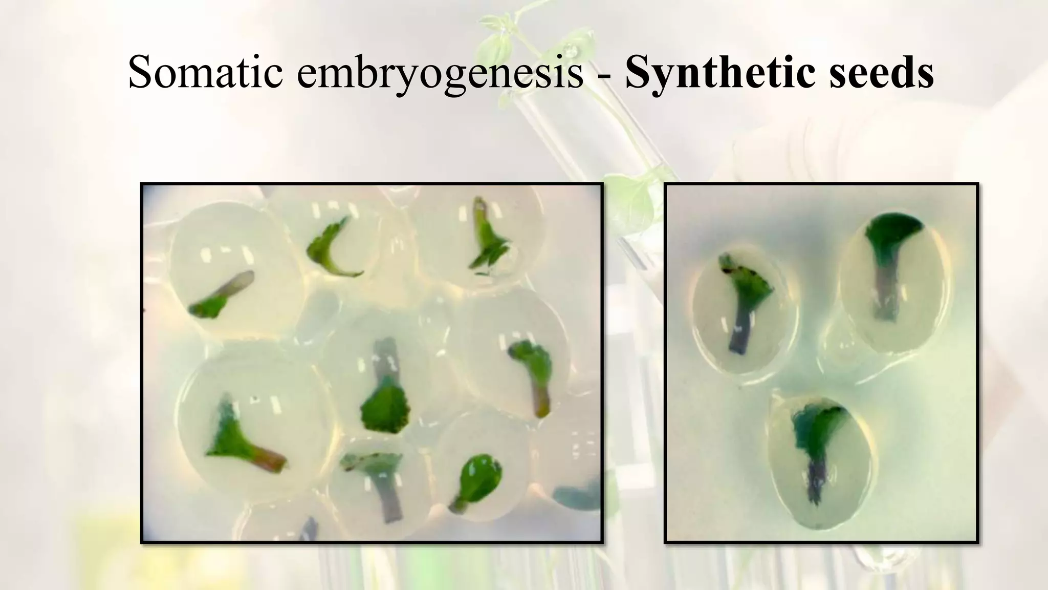 Direct organogenesis, embryogenesis, micro grafting, meristem culture ...