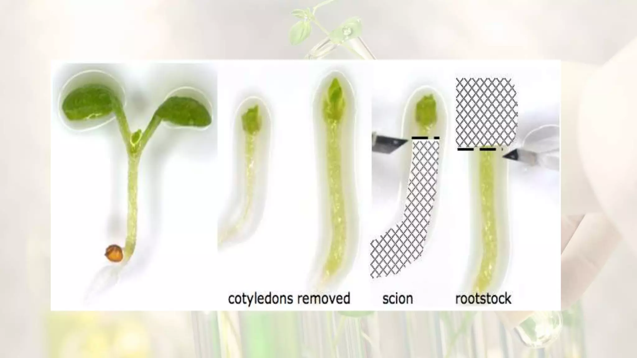 Direct organogenesis, embryogenesis, micro grafting, meristem culture ...