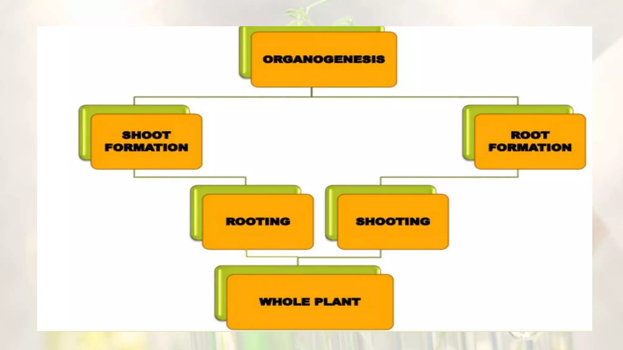 Direct organogenesis, embryogenesis, micro grafting, meristem culture ...
