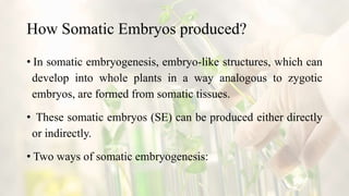 Direct organogenesis, embryogenesis, micro grafting, meristem culture ...