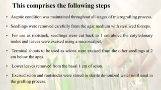 Direct organogenesis, embryogenesis, micro grafting, meristem culture ...