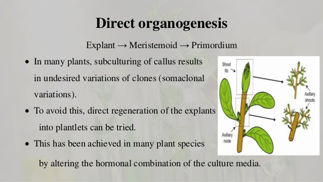 Direct organogenesis, embryogenesis, micro grafting, meristem culture…