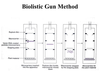 Direct or vector less dna transfer | PDF | Biological Sciences | Science