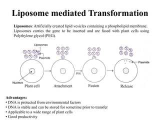 Direct or vector less dna transfer | PDF