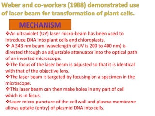 Direct transformation in plants | PPTX