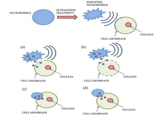 Direct transformation in plants | PPTX