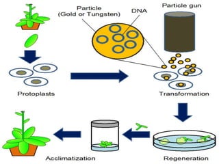 Direct transformation in plants | PPT