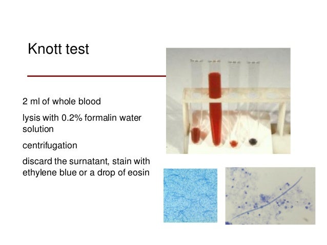 Dirofilaria ghid de diagnostic 3