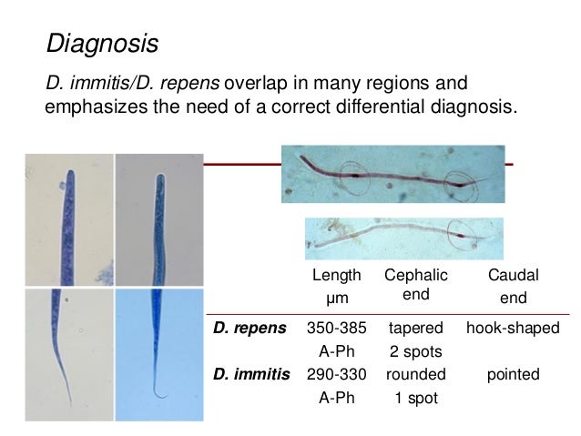 Dirofilaria ghid de diagnostic 3