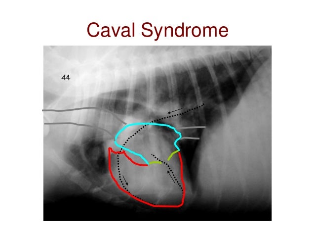 Dirofilaria repens immitis patogeneza si clinic 2