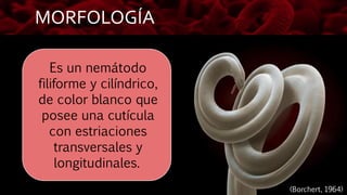 Dirofilariasis | PDF