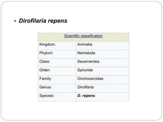 Dirofilariasis repens’ trapped in a radiologist | PPTX