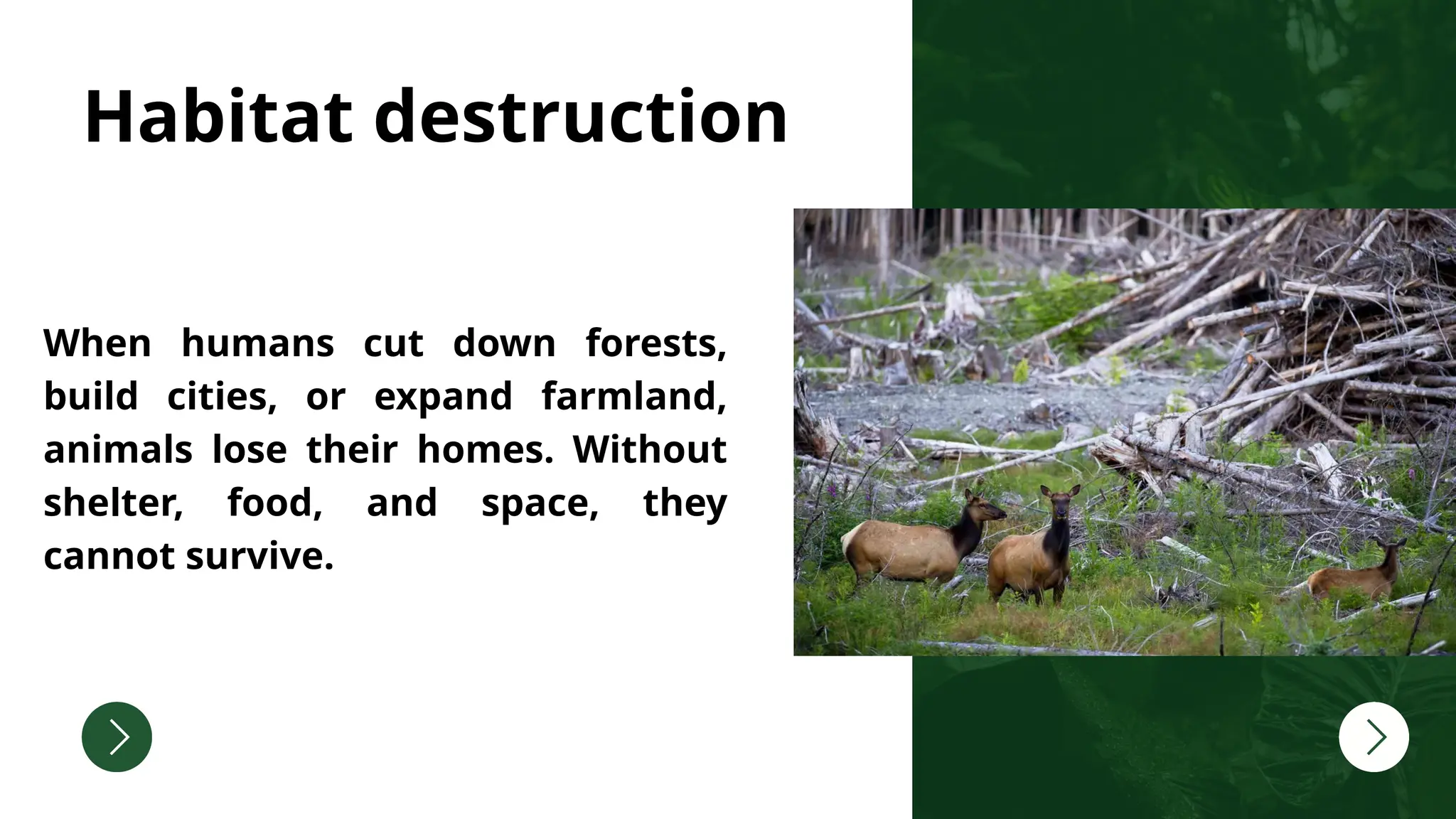 Disadvantages of humans for animals (1).pptx