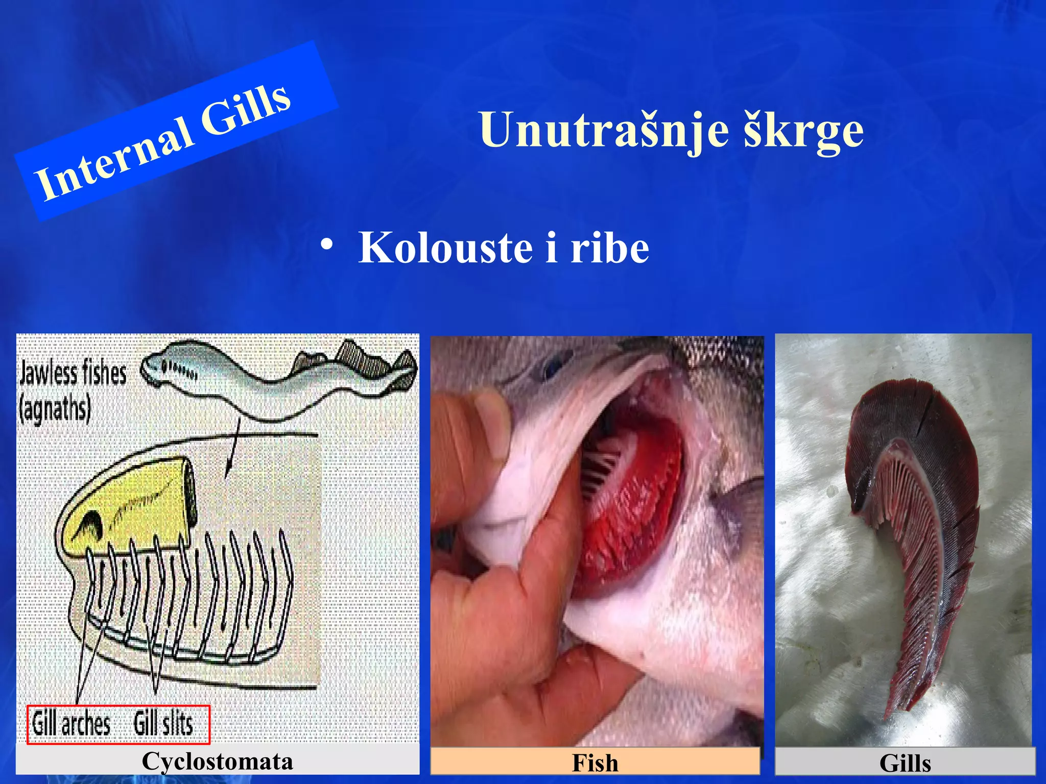 Sistem organa za disanje-kičmenjaci | PPT