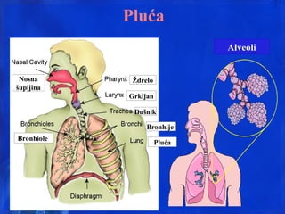 Sistem organa za disanje-kičmenjaci