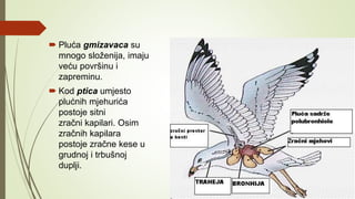 Disanje | PPTX
