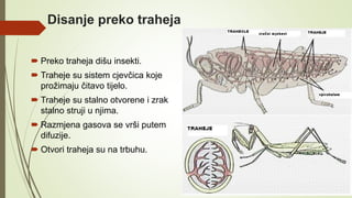 Disanje | PPTX