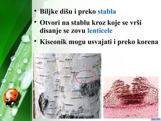 Disanje i transpiracija | PPT