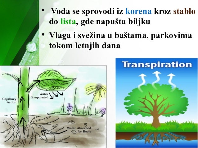 Disanje i transpiracija