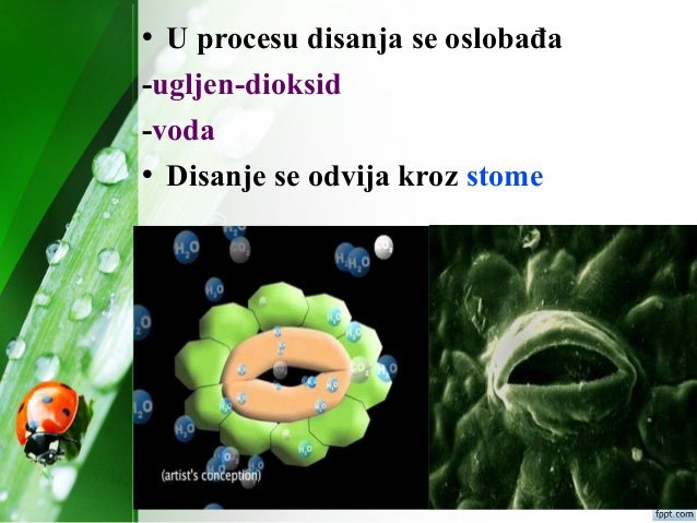 Disanje i transpiracija
