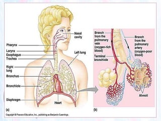 Disanje za ponavljanje | PPT