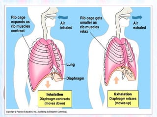 Disanje za ponavljanje | PPT