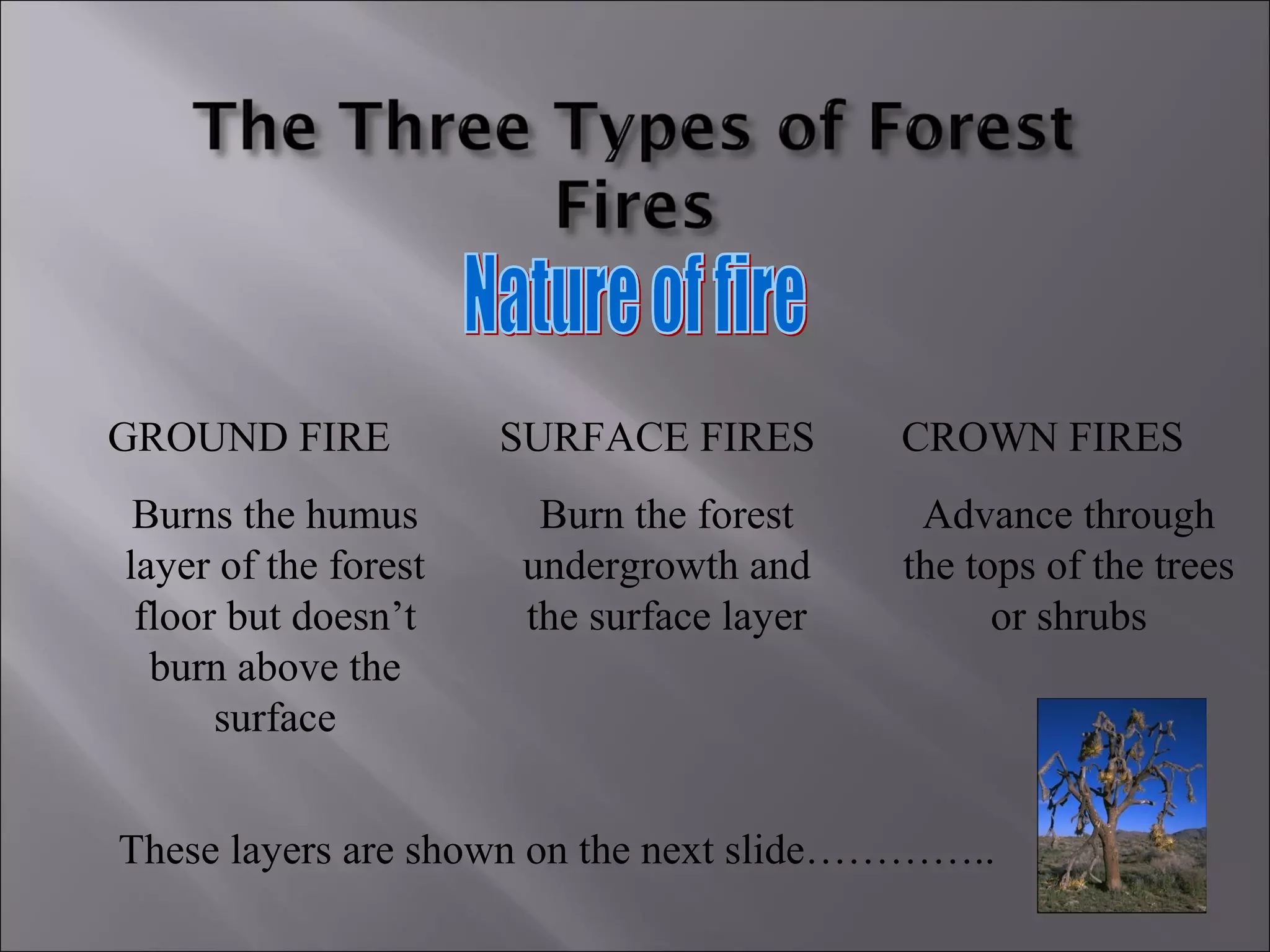 Heat Wave & Forest Fire Disaster Management PPT | PPT