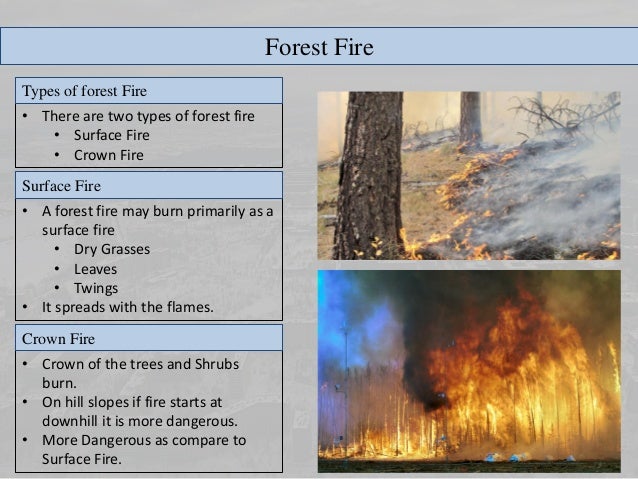 Disaster management forest fire