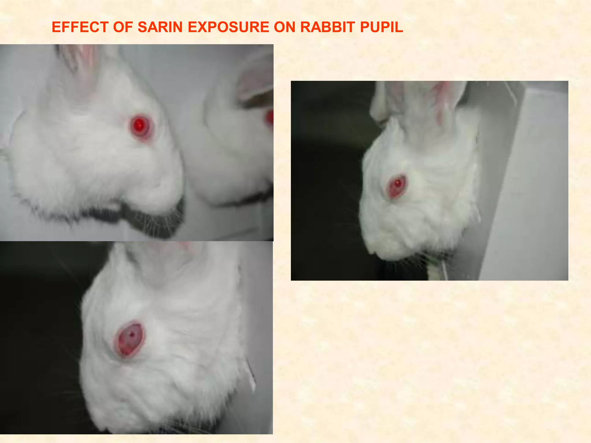 Industrial Disaster Management | PPTX