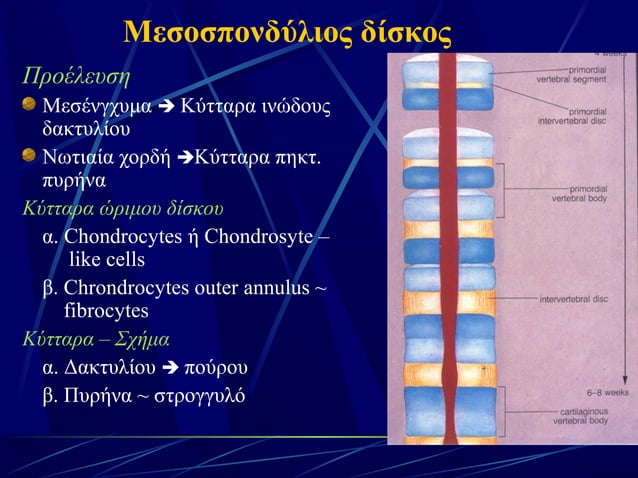 ΔΙΣΚΟΣ - ΚΟΛΛΑΓΟΝΟ | PPT