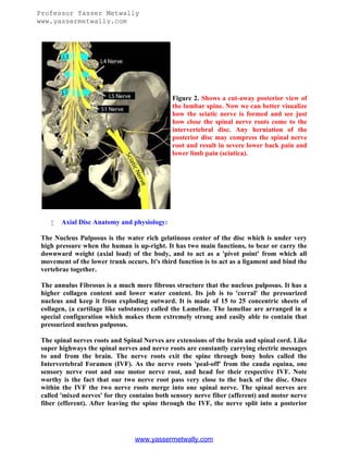 Pathology/pathogenesis of lumbar disc degeneration | PDF