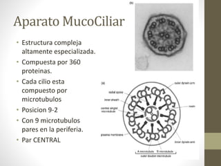 Discinesia ciliar | PPTX