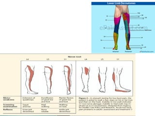 Discogenic pain | PPT