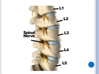 Discograpgy (intradiscal procedure) | PPTX