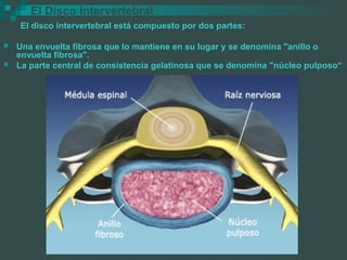 Disco intervertebral | PPT