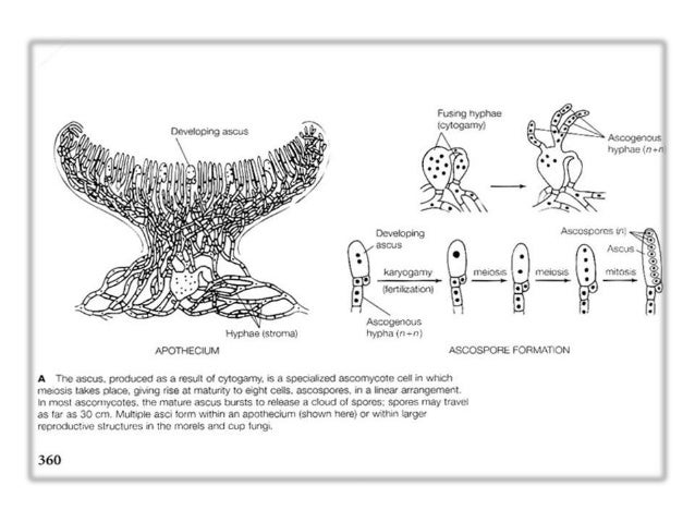 Discomycetes - Alchetron, The Free Social Encyclopedia